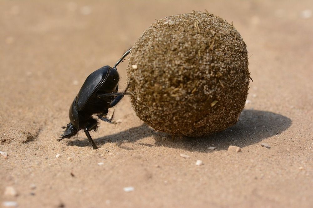 dung beetle strength