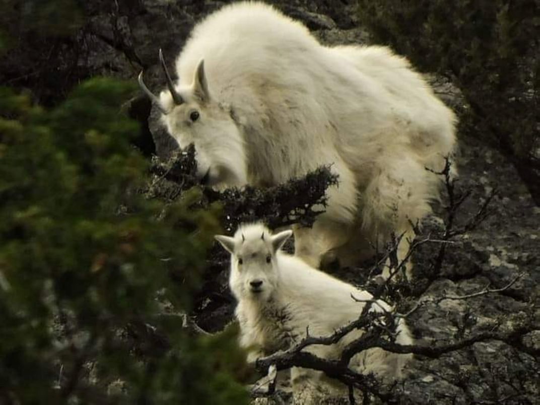 Mama and baby mountain goat | Smithsonian Photo Contest | Smithsonian ...