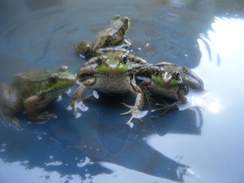 Frog mania | Smithsonian Photo Contest | Smithsonian Magazine