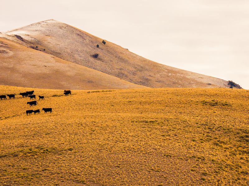 The Golden Hill | Smithsonian Photo Contest | Smithsonian Magazine