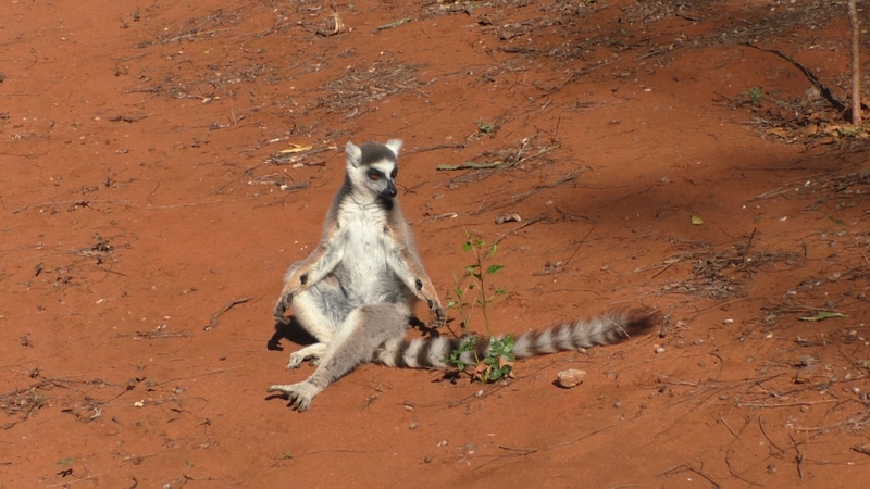 Ring Tailed Lemur Jumping