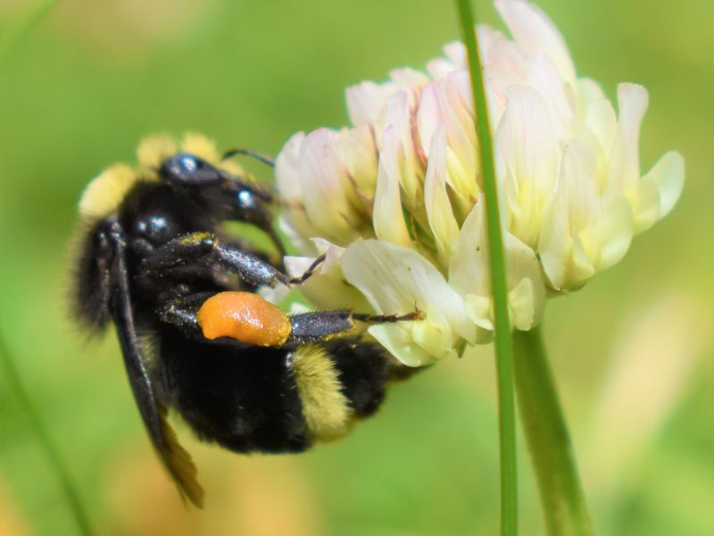Yellow-faced bumble bee, Bombus vosnesenskii | Smithsonian Photo ...