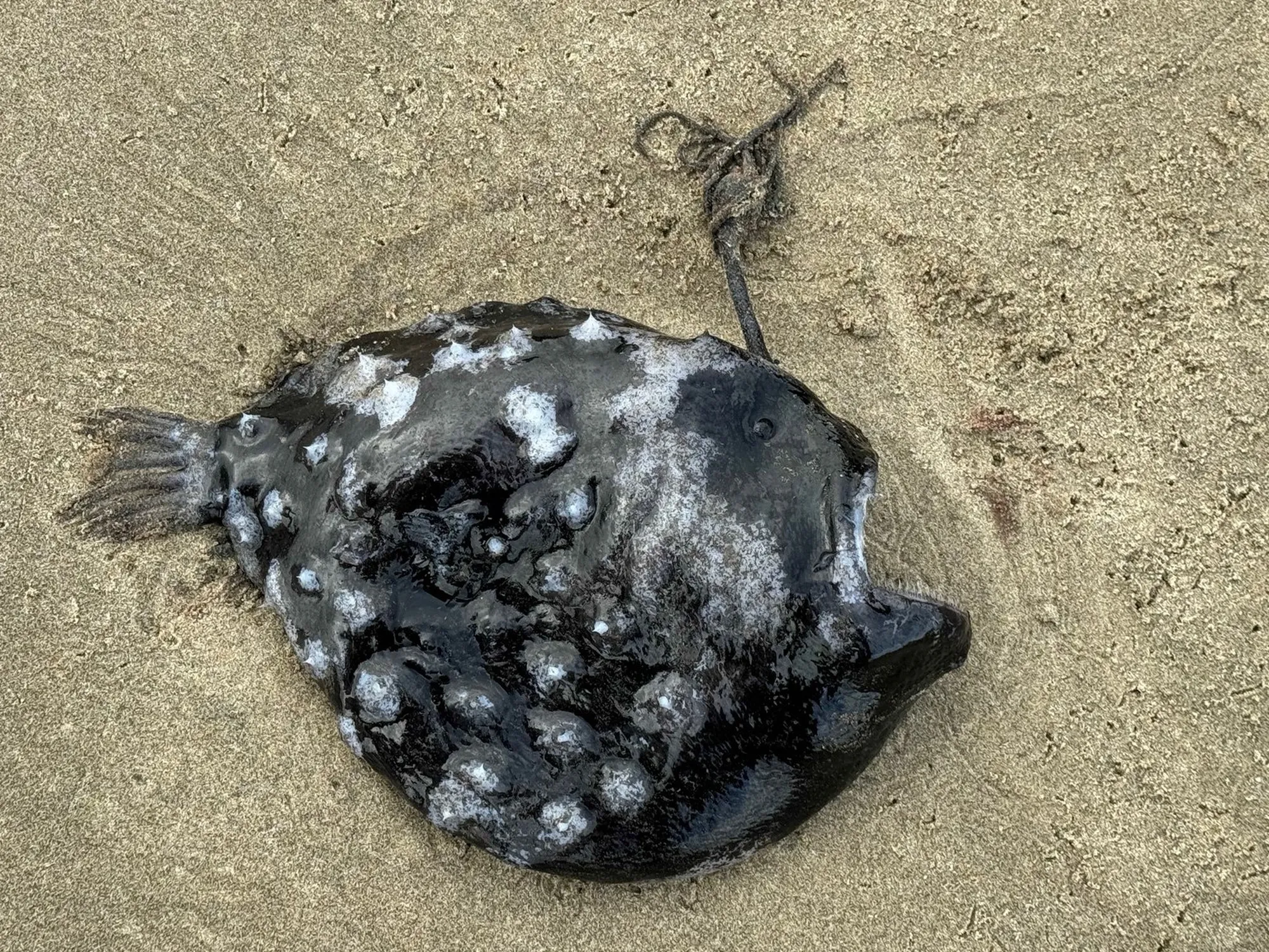 Beachcombers Discover Rare, Deep-Sea Anglerfish Washed Up on Oregon Coast