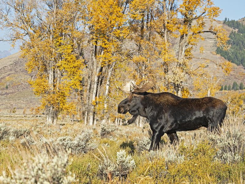 Moose in the Fall | Smithsonian Photo Contest | Smithsonian Magazine
