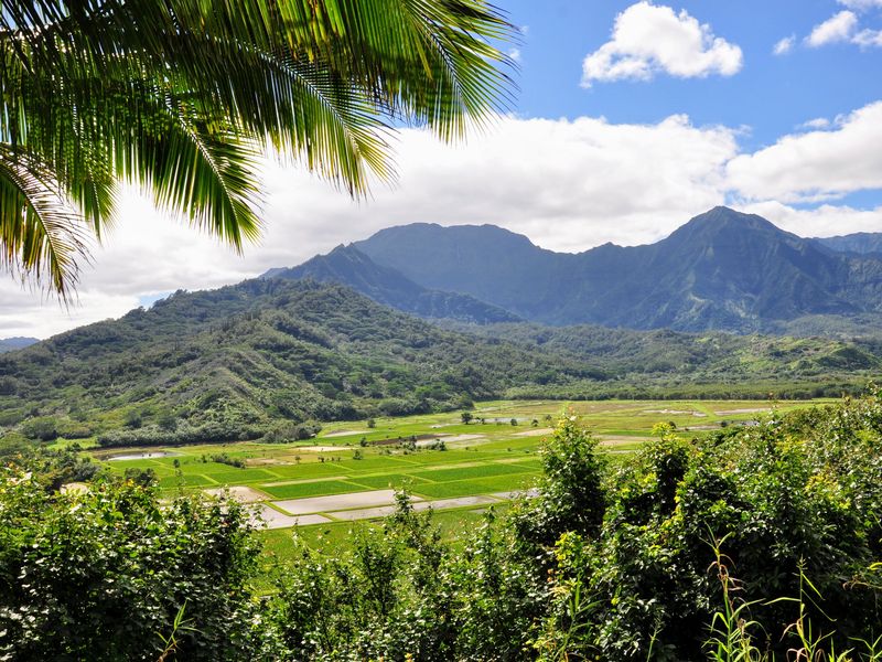 Taro farming in paradise | Smithsonian Photo Contest | Smithsonian Magazine