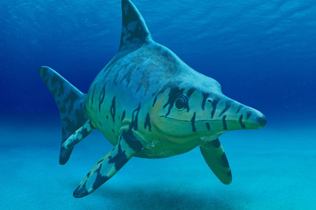 ichthyosaurs evolved from