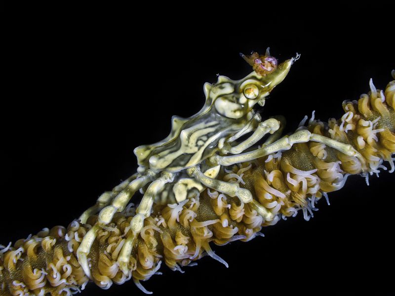 Xeno | Smithsonian Photo Contest | Smithsonian Magazine