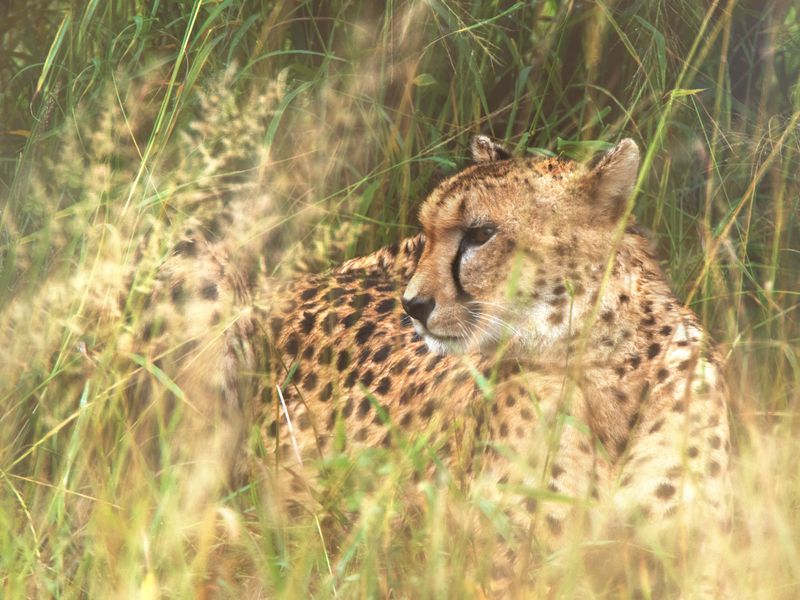Cheetah by the grass | Smithsonian Photo Contest | Smithsonian Magazine