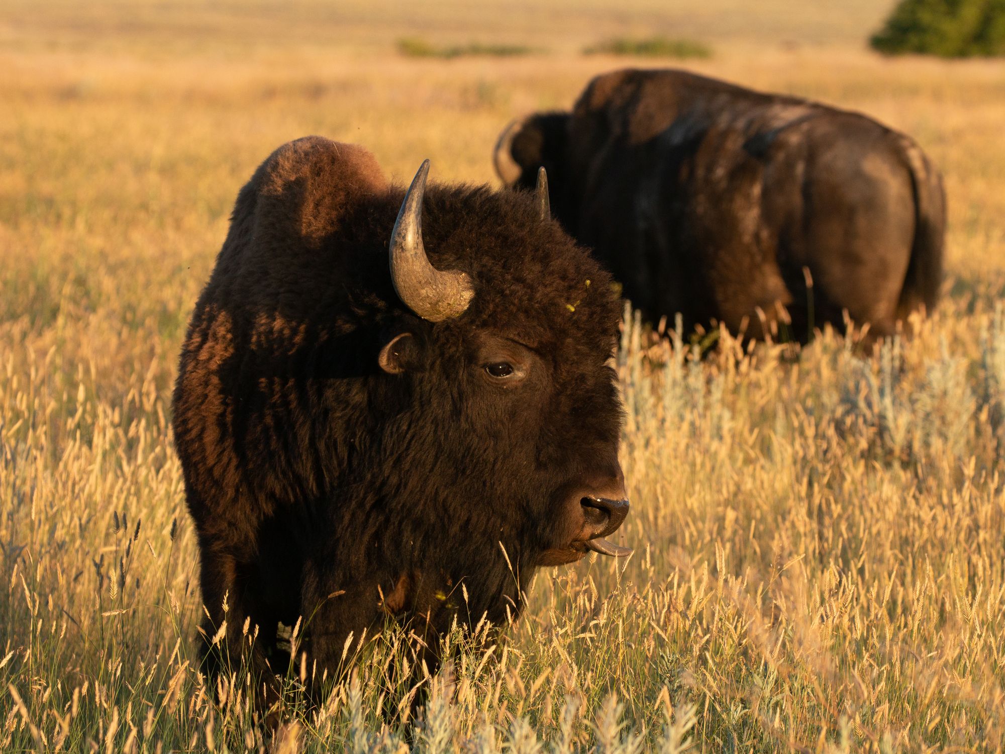 Understanding Bisons’ Eating Habits Could Help Bird Conservation ...
