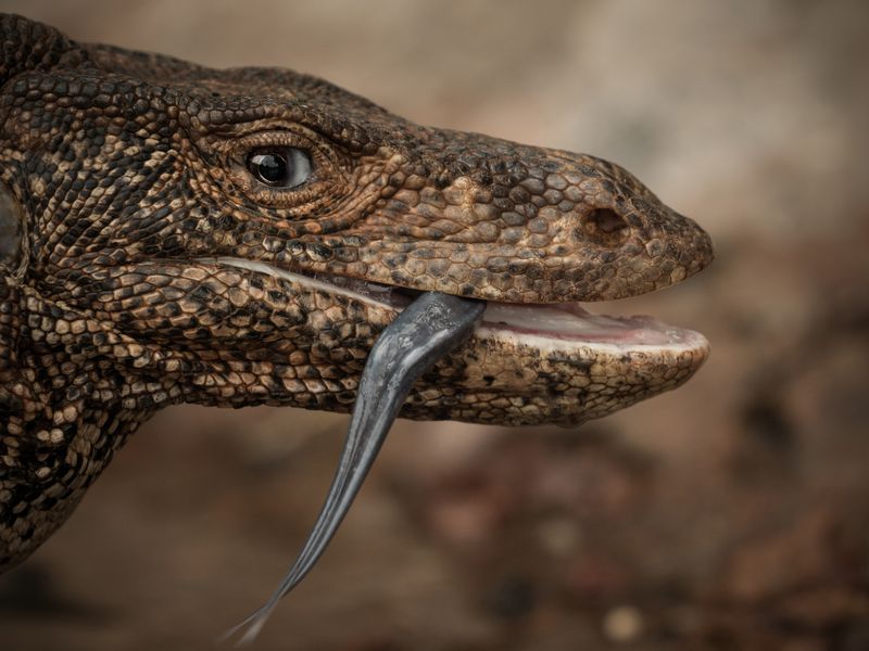 Smiling Lizard | Smithsonian Photo Contest | Smithsonian Magazine