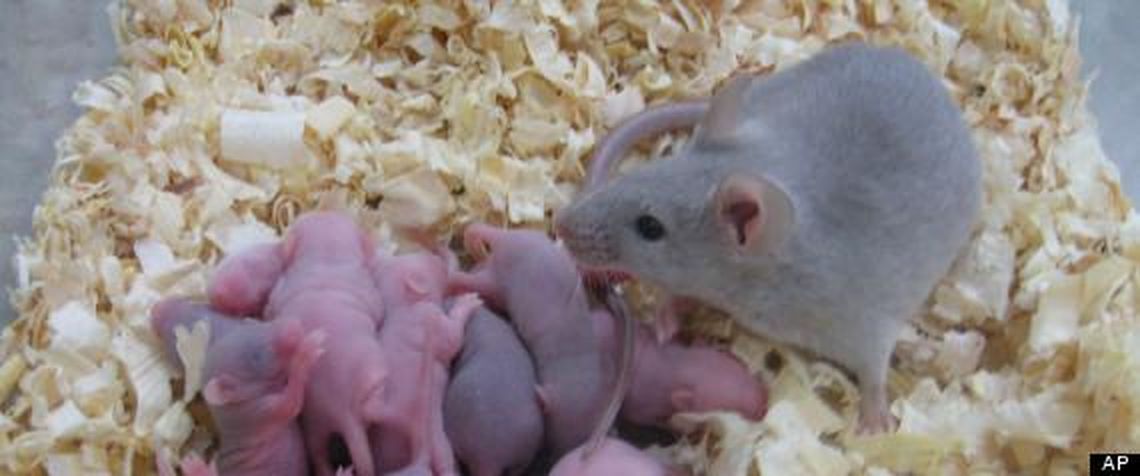 Animal Rights Activists Make Off With One Hundred Mutant Mice