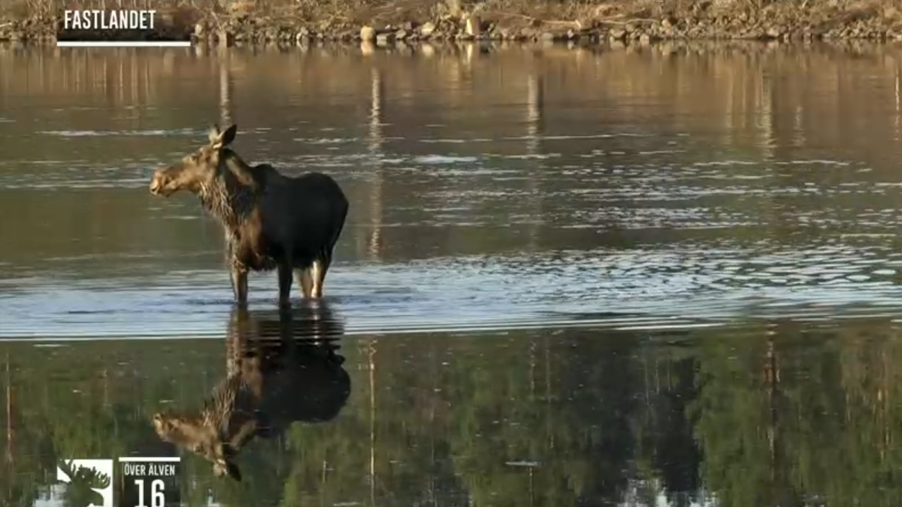 arctic moose migration