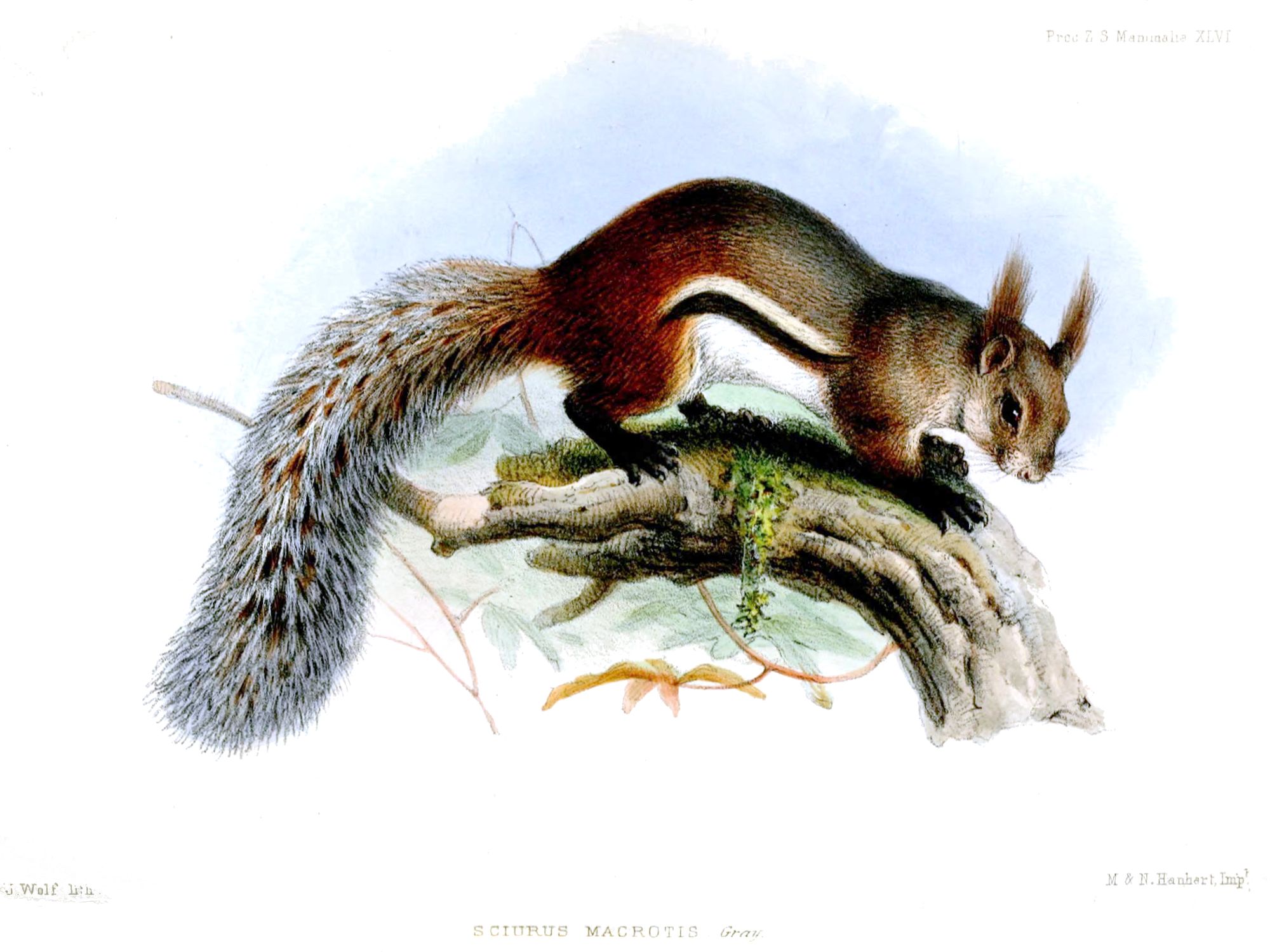 Mysterious “Vampire Squirrel” Finally Caught on Camera