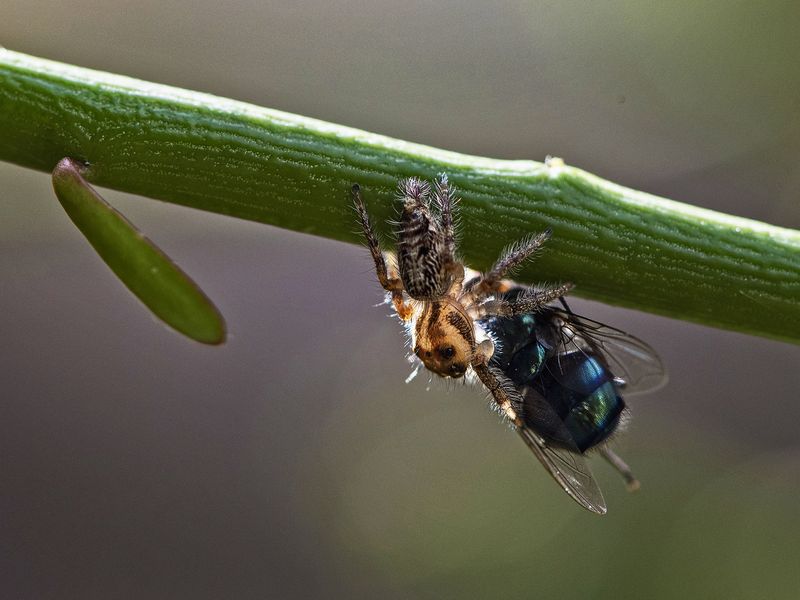 spider catched fly | Smithsonian Photo Contest | Smithsonian Magazine
