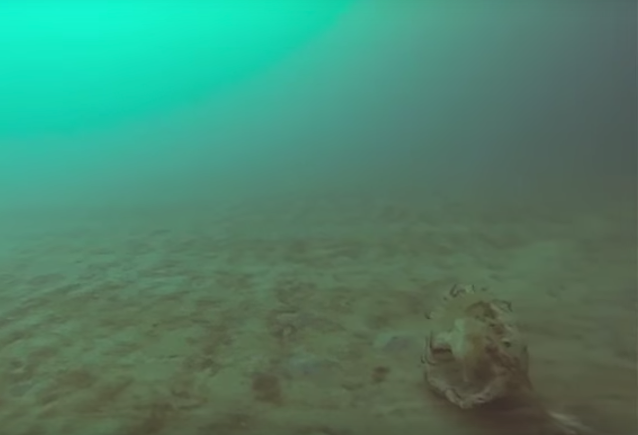 Surprising Footage Captures Arctic Jellyfish Lurking Under the Ice ...