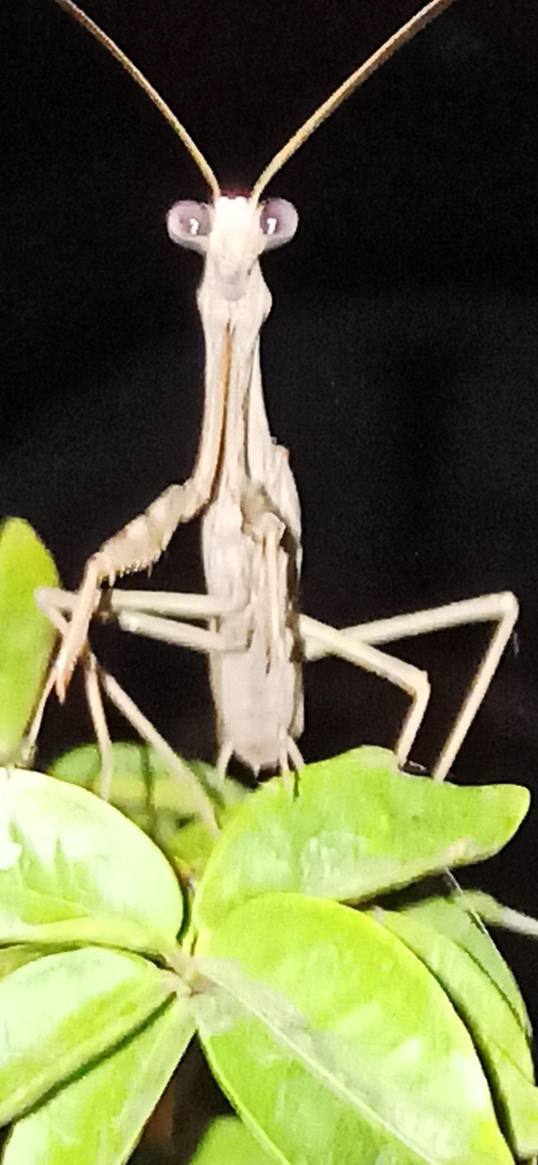 Hi Ms. Mantis, How are you? | Smithsonian Photo Contest | Smithsonian ...