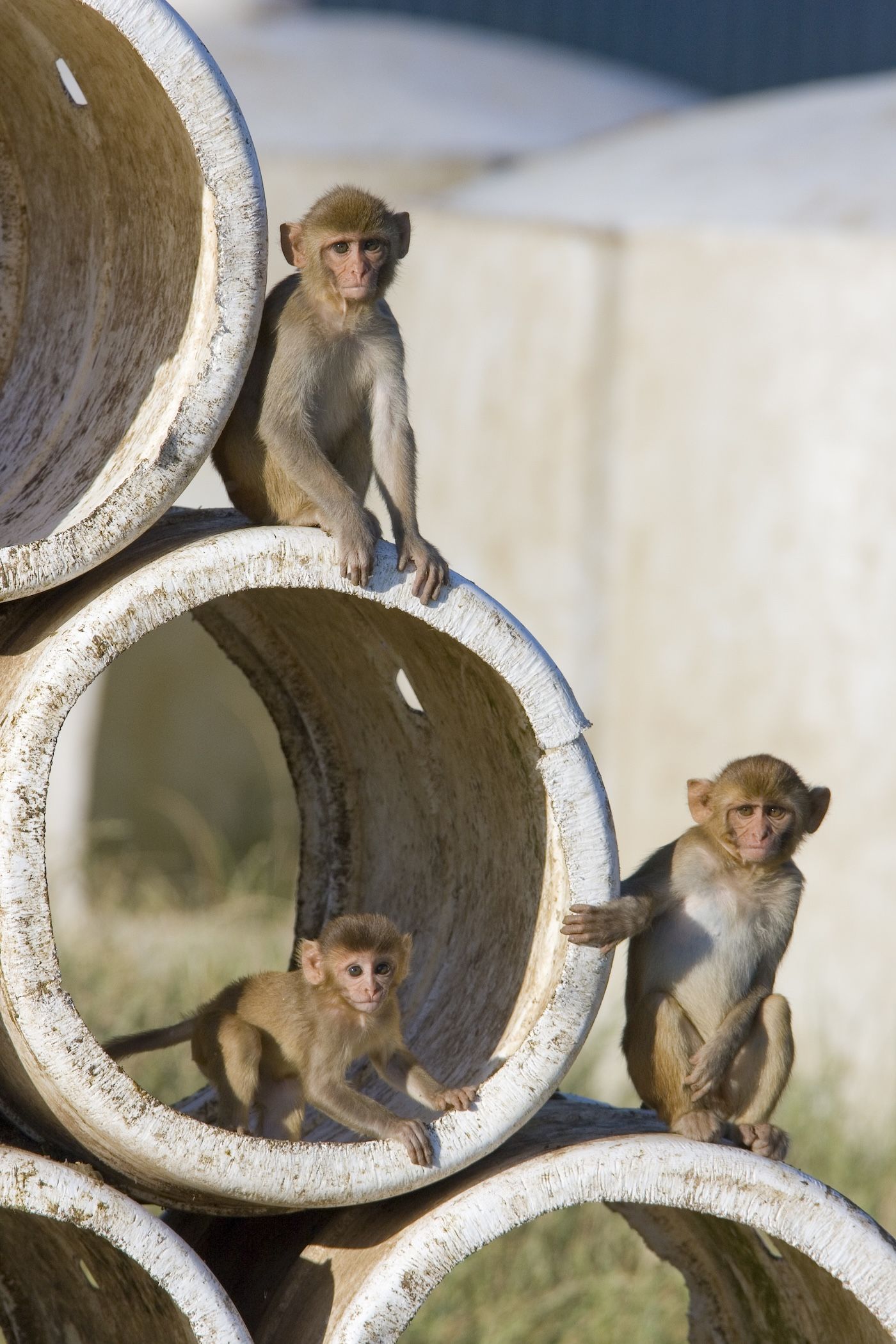 A Massive Monkey Research Center Might Turn Into a Primate Sanctuary ...