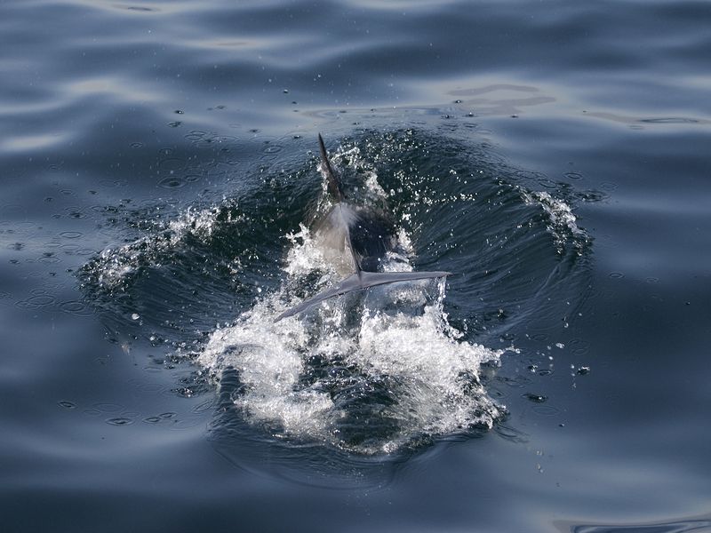 Common dolphin takes a playful plunge in front of the ship's bow ...