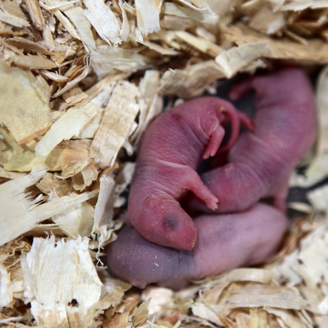 newborn rodents