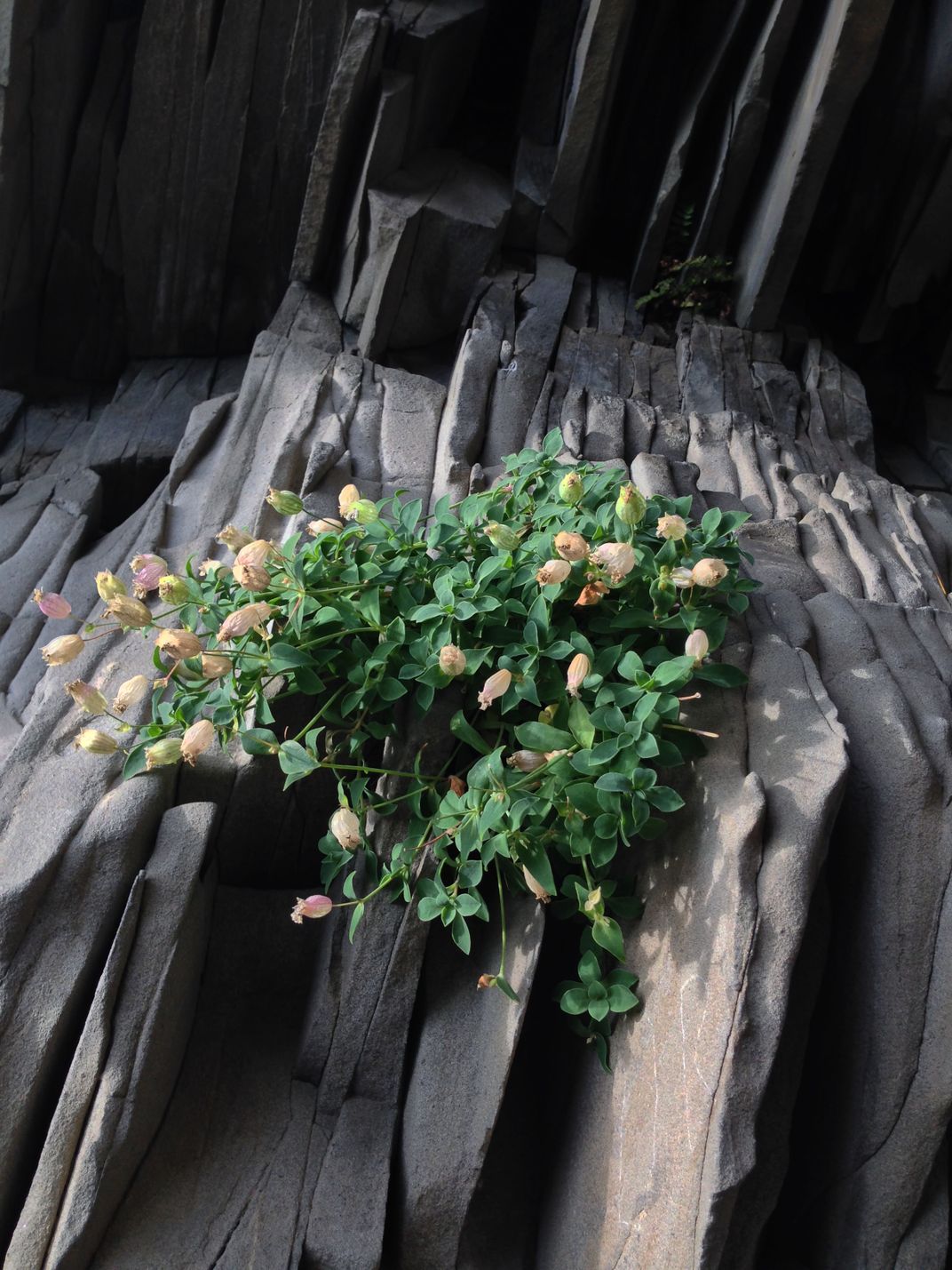 Flowers growing out of basalt cliff in Iceland | Smithsonian Photo ...