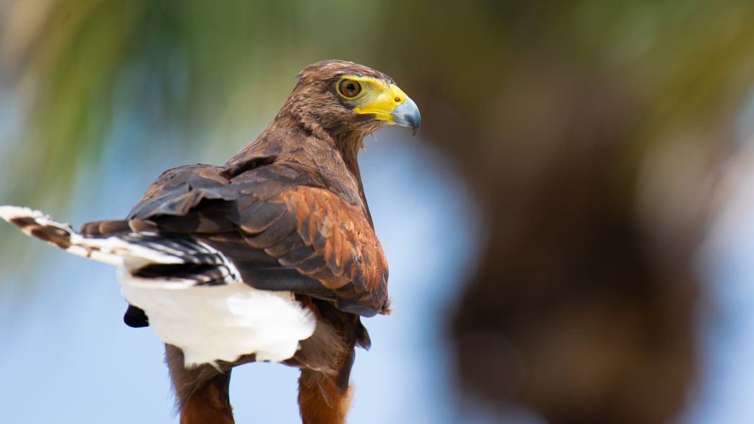 Scouting Harris Hawk | Smithsonian Photo Contest | Smithsonian Magazine