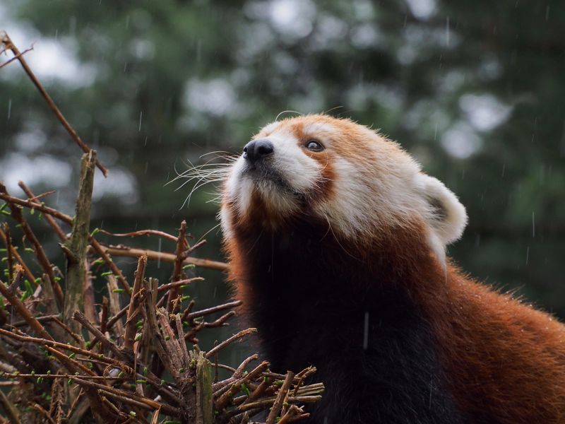 Red Panda in the Rain | Smithsonian Photo Contest | Smithsonian Magazine
