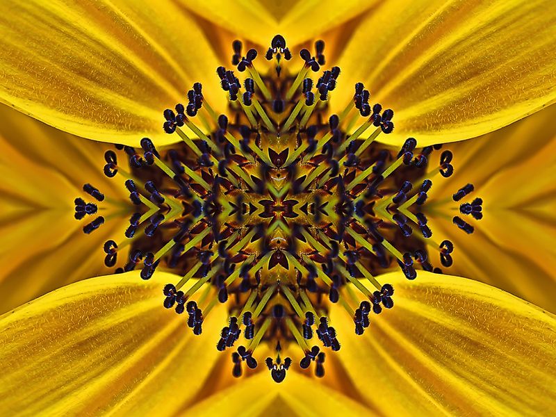 Symmetry in Nature | Smithsonian Photo Contest | Smithsonian Magazine