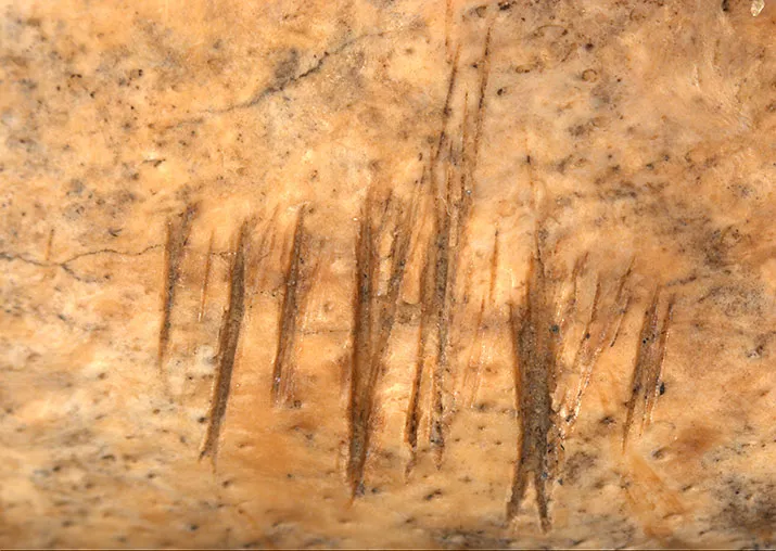 Starving Settlers in Jamestown Colony Resorted to Cannibalism