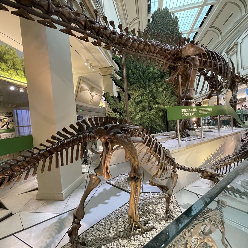 Dinosaur Cast Fossil Best Sale | emergencydentistry.com