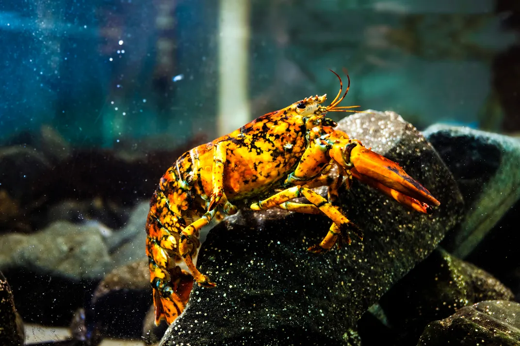 Meet Jackie, a 1-in-30-Million Calico Lobster Caught Off the Coast of ...