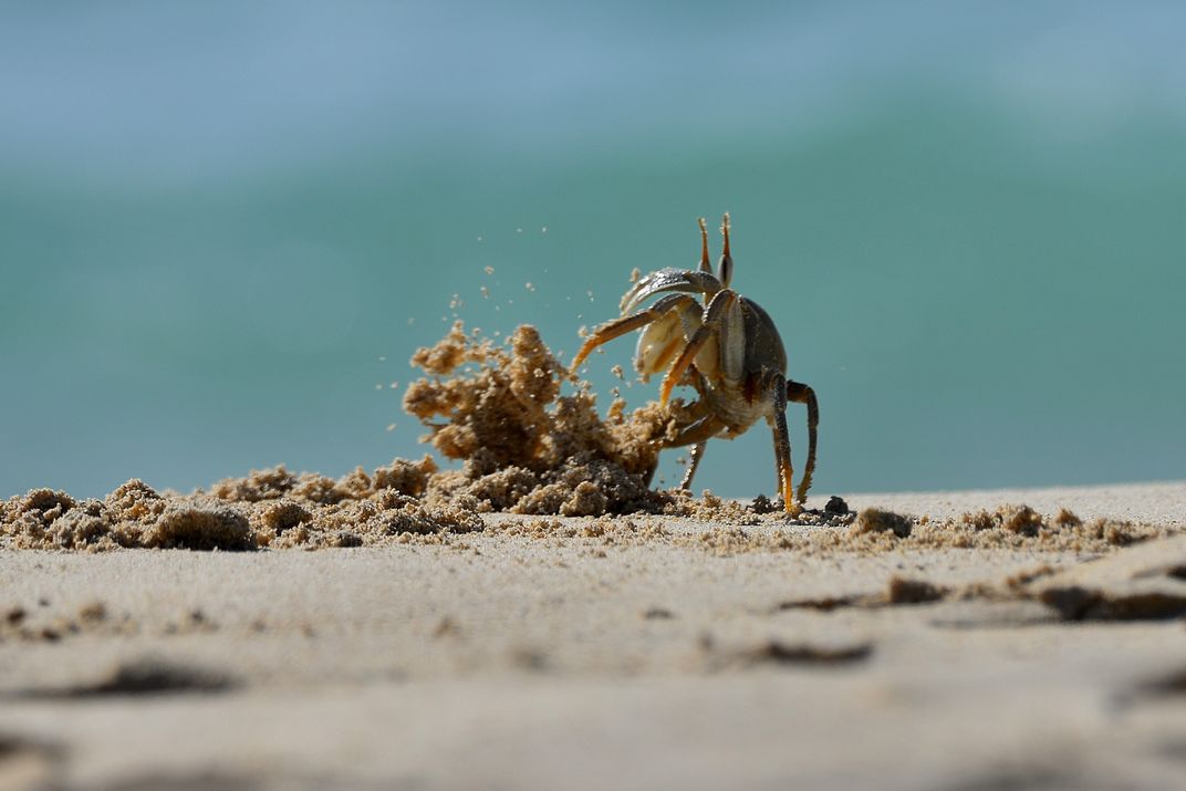 Crab working at the beach | Smithsonian Photo Contest | Smithsonian ...