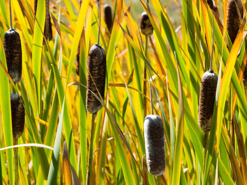 Cattails