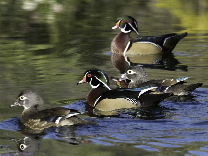 Wood duck family | Smithsonian Photo Contest | Smithsonian Magazine