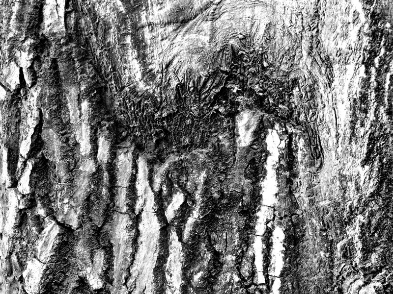 This is a pattern in tree | Smithsonian Photo Contest | Smithsonian ...