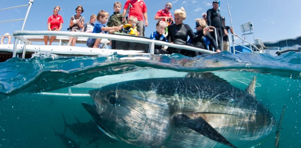 A Bizarre “Swimming with Tuna” Attraction Puts Australia’s ...