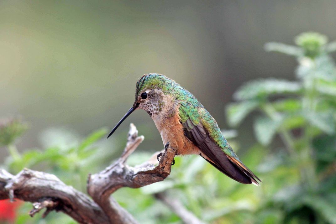 Hummingbird landed on branch next to the flowers.On a hot day of August ...