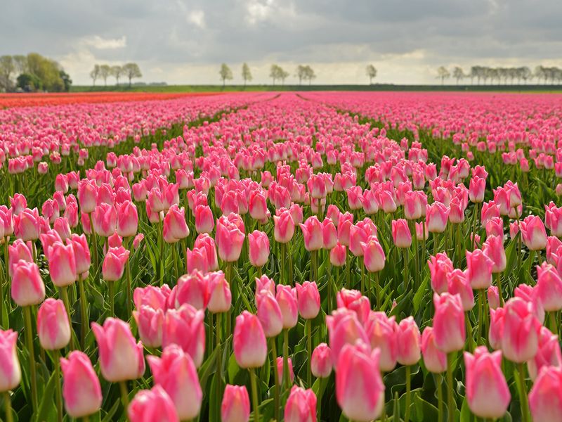 Dutch tulip-feld in May. | Smithsonian Photo Contest | Smithsonian Magazine