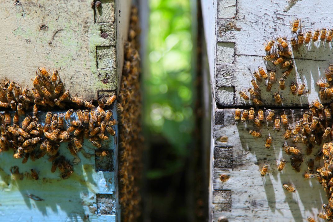 Honey bees going about their daily business entering and leaving the ...