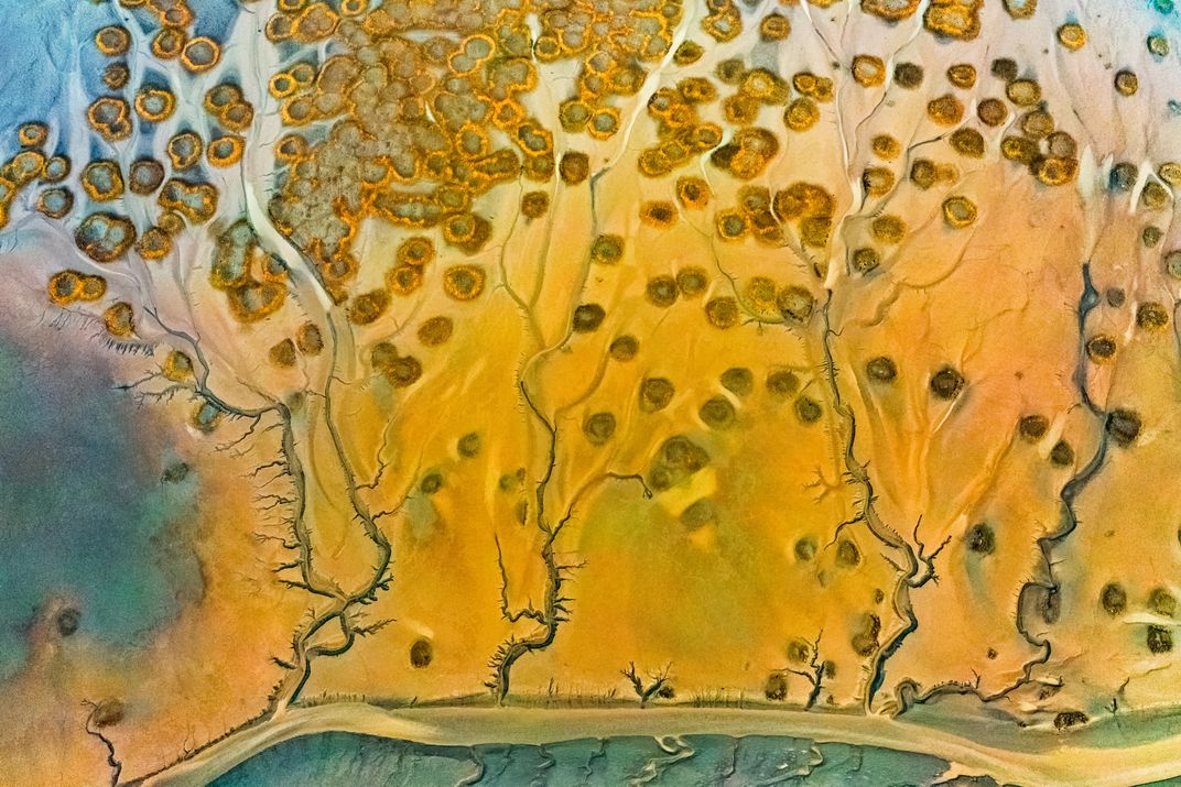 Tidal Tree | Smithsonian Photo Contest | Smithsonian Magazine