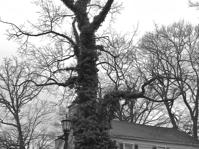 Corner Tree | Smithsonian Photo Contest | Smithsonian Magazine