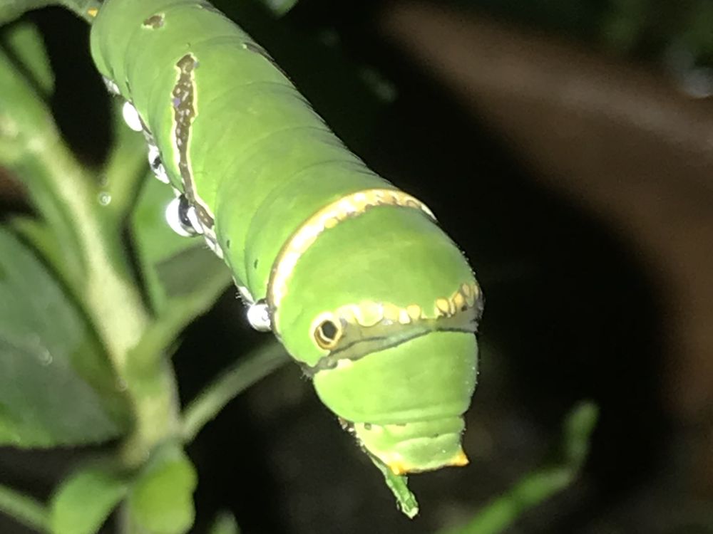 A citrus swallowtail caterpillar on a leaf | Smithsonian Photo Contest ...