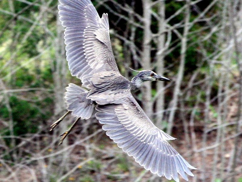 Baby Blue Heron in Flight over small pond in Southern Maryland ...