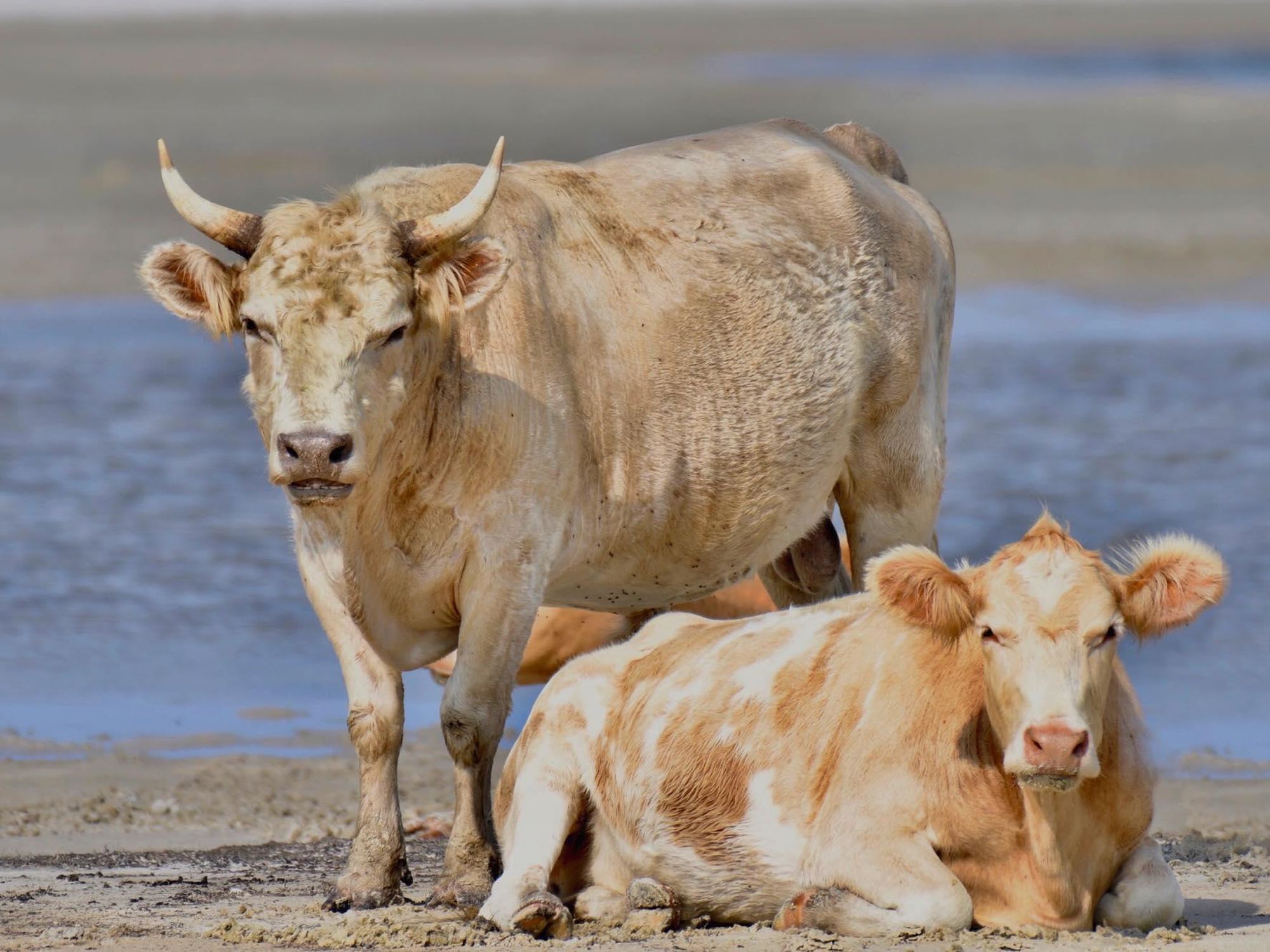 Three Cows Swept Away by Hurricane Dorian Have Been Found Alive
