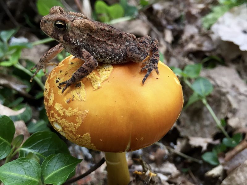 Toad on a Toadstool | Smithsonian Photo Contest | Smithsonian Magazine