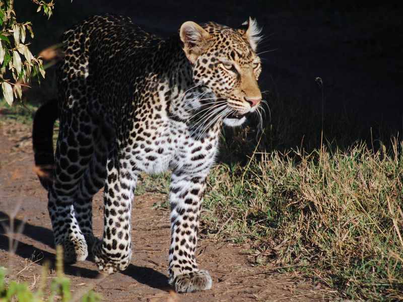 Leopard walking into the light | Smithsonian Photo Contest ...