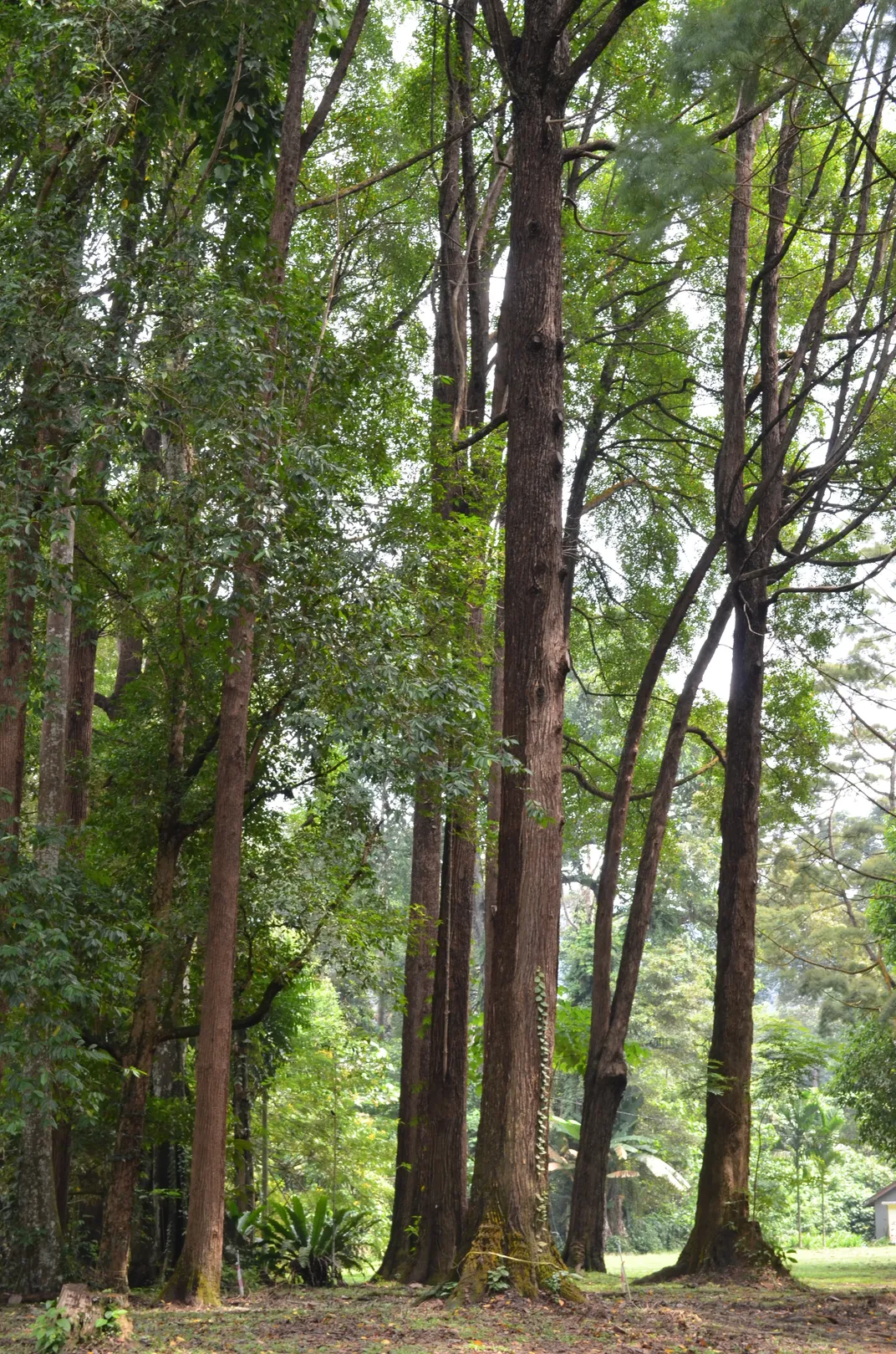 Beautiful man-made tropical rain forest | Smithsonian Photo Contest ...