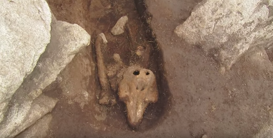 Discovery of Porpoise Bones at Medieval Site Mystifies Archaeologists ...