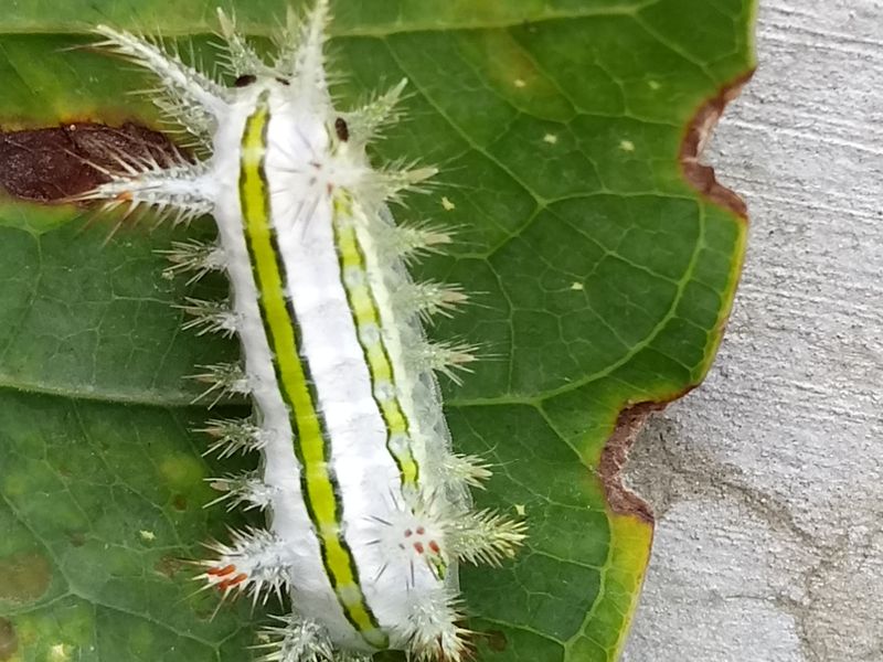 Caterpillar | Smithsonian Photo Contest | Smithsonian Magazine