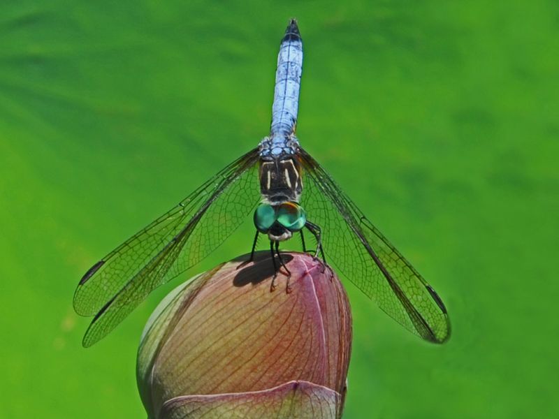 Dragonfly on Lotus flower | Smithsonian Photo Contest | Smithsonian ...