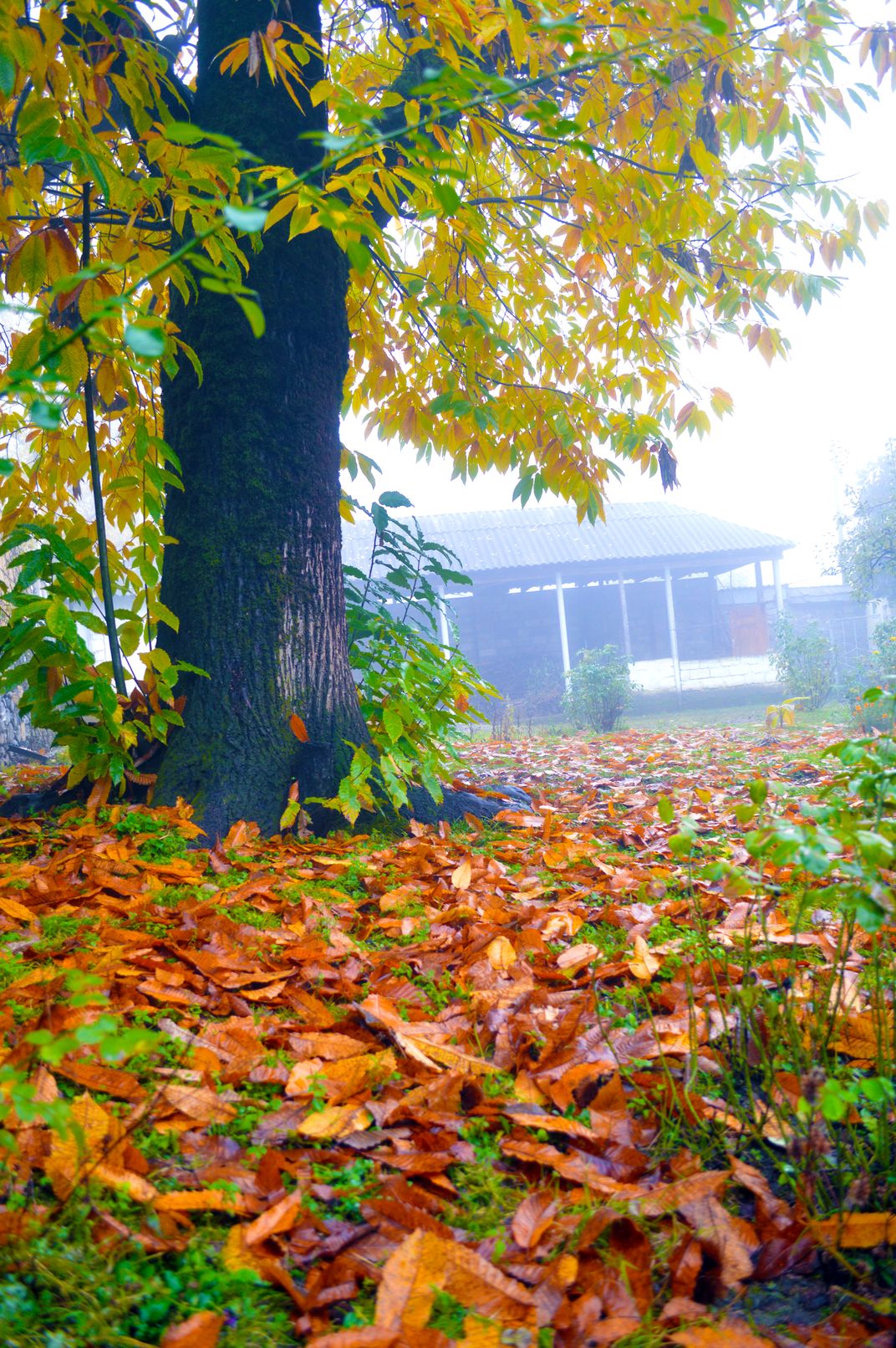 Autumn tree | Smithsonian Photo Contest | Smithsonian Magazine